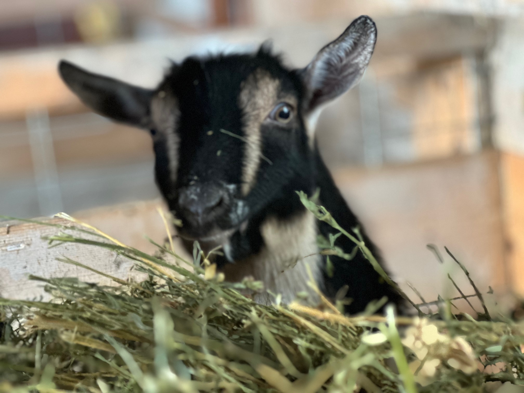 The Farm – Eight Acres & Bakers